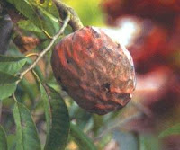 les plantes et leurs vertus par frère Romain wienin: CACHIMAN